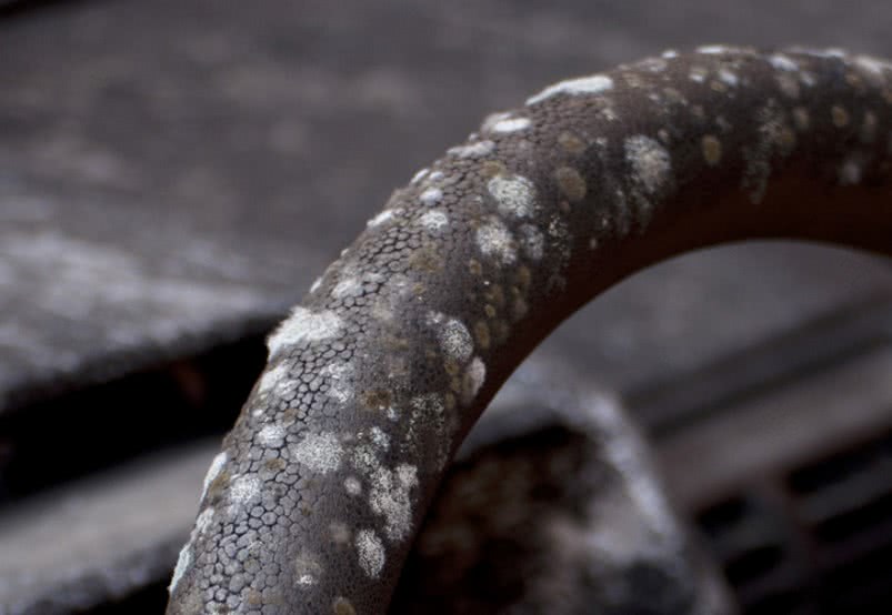 How To Manage Mould in your vehicle